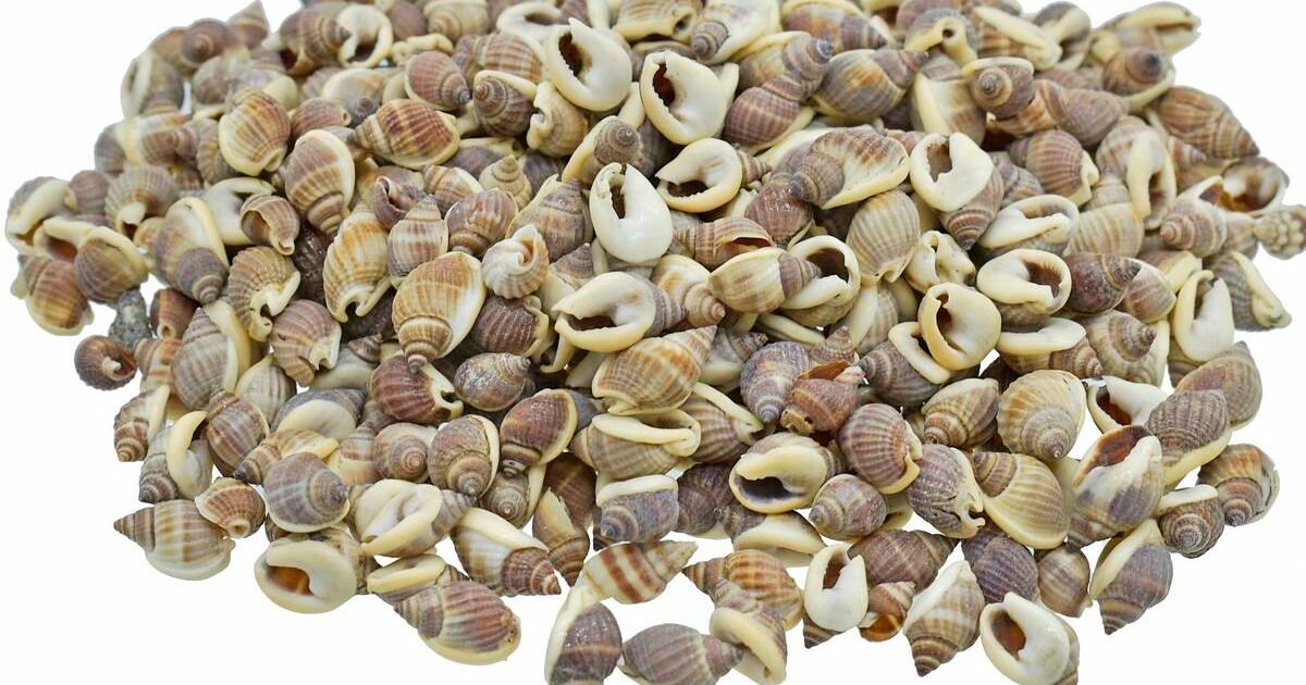 SEA SHELLS KAKA MOOKI (100GRMS) - Rainbows And Hues